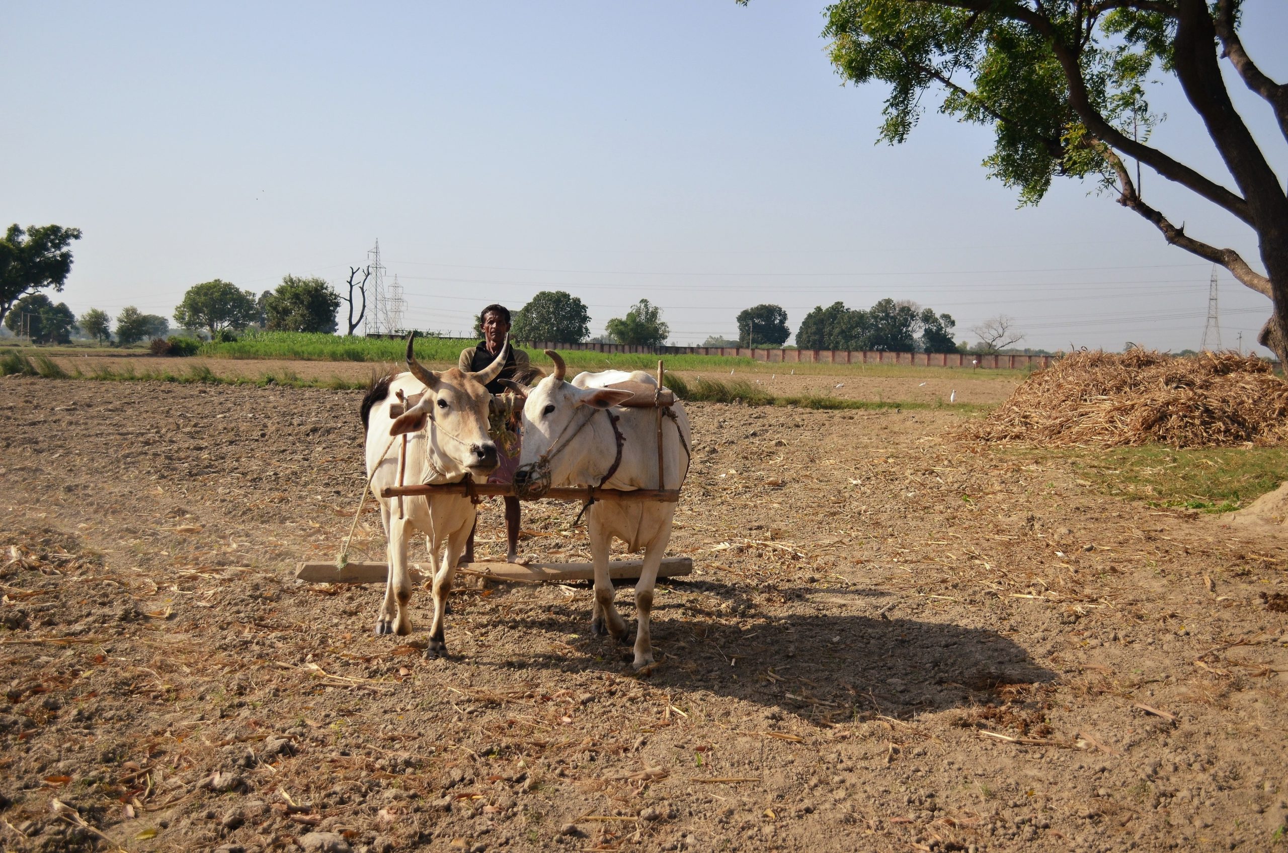 No Oxen, No Crops - Adopted Believers